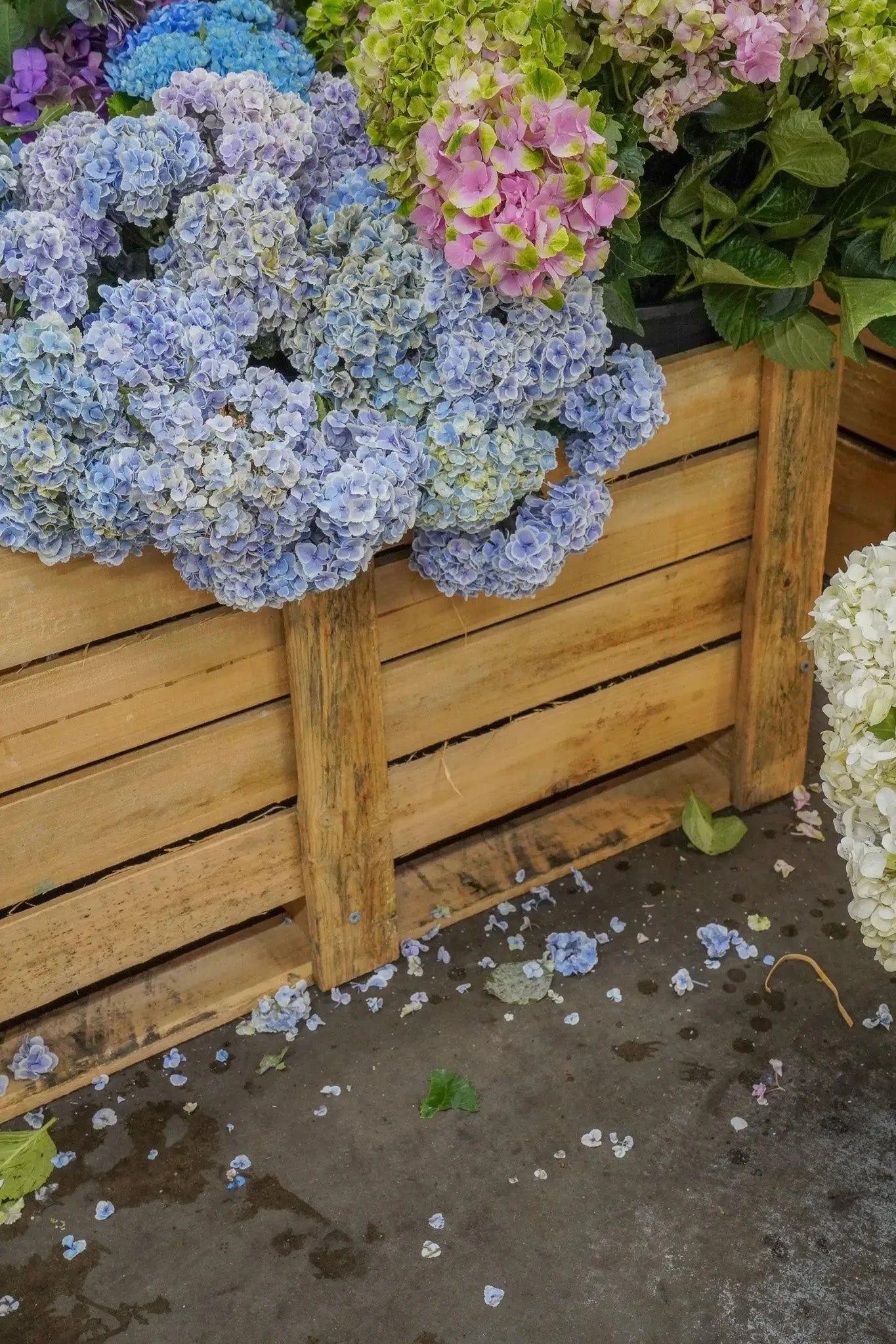 Why are flowers so expensive? We Can Tell you Why – Poppy Rose