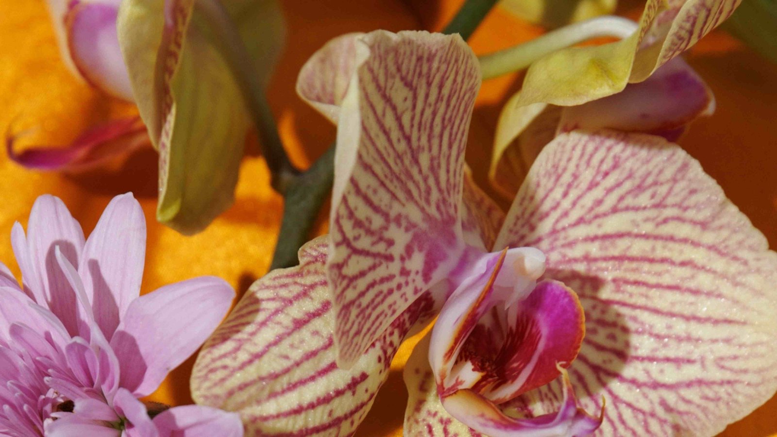 FLOWERS, PLANTS & GIFTS