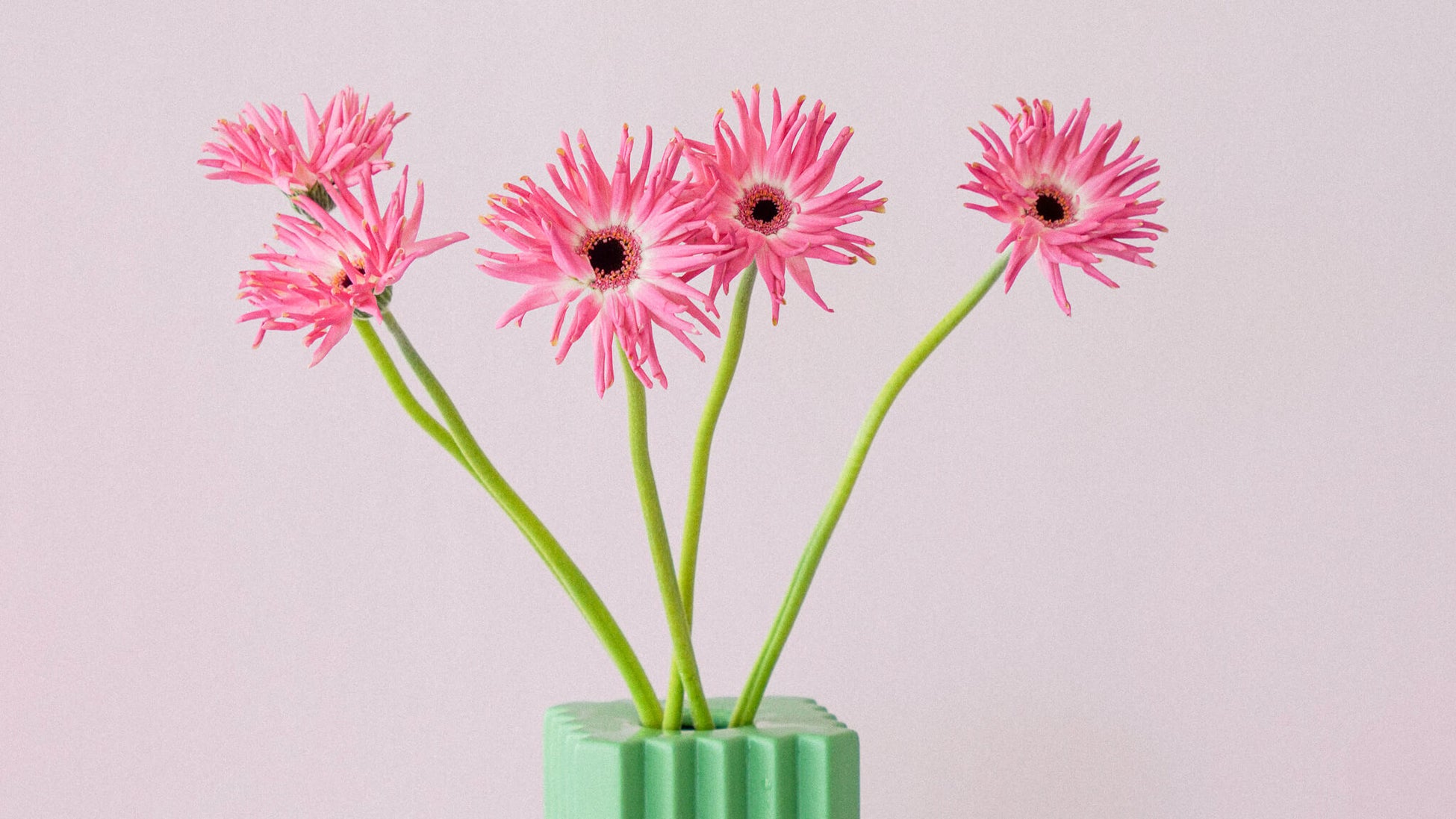 Flower Delivery Brisbane - Poppy Rose - Brisbane Florist